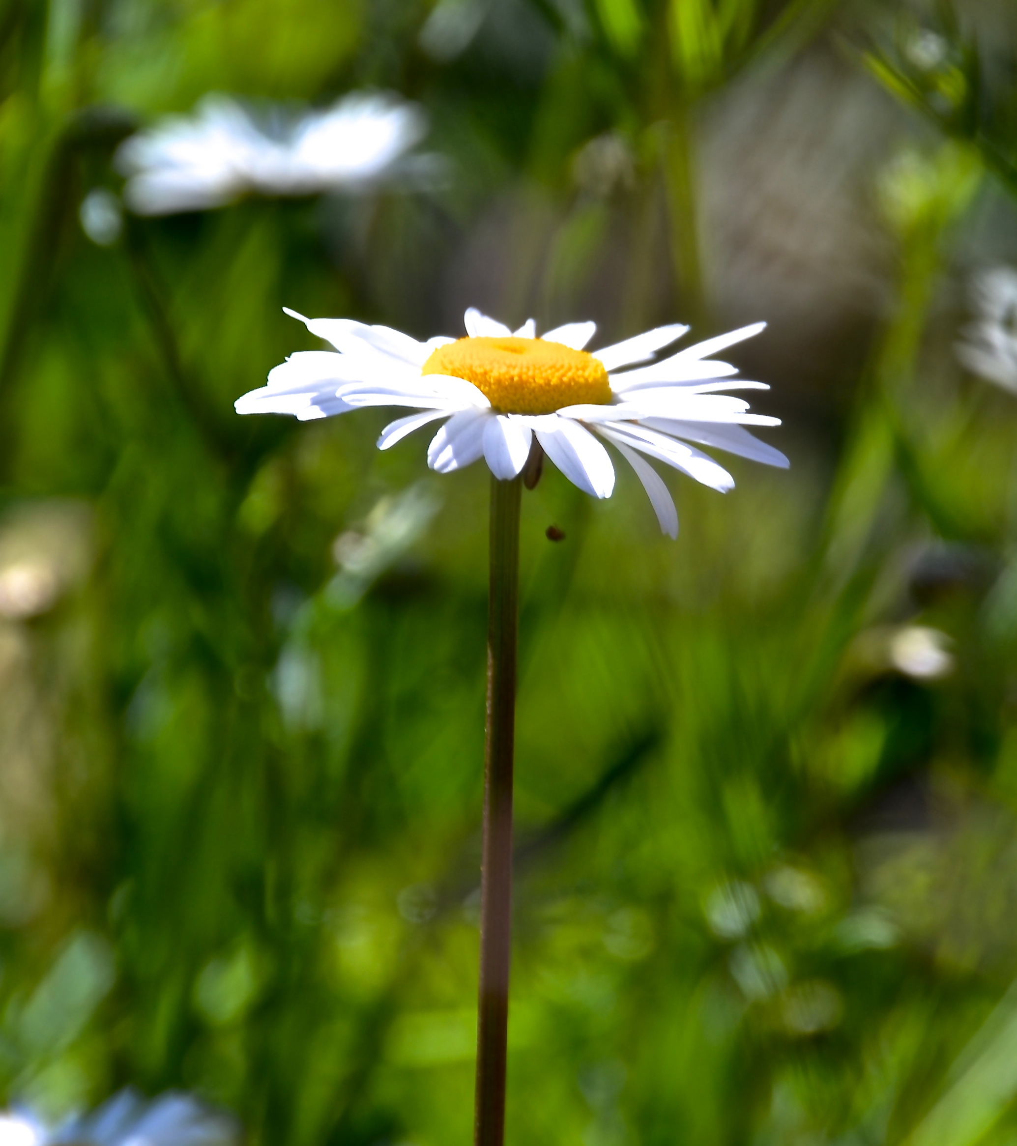 one daisy – prairie girl wonders