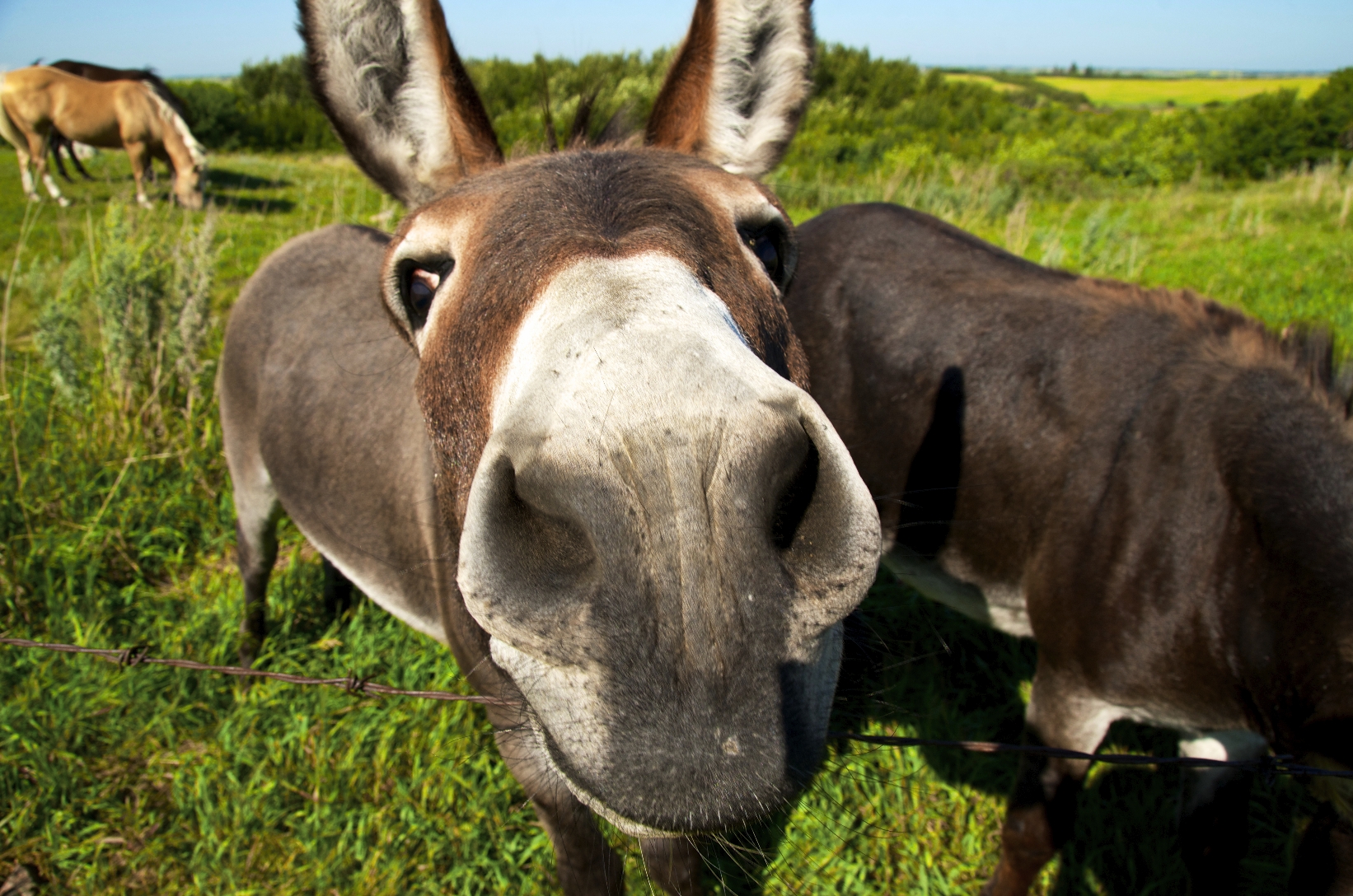 Donkey close-ups on a Saturday morning – prairie girl wonders