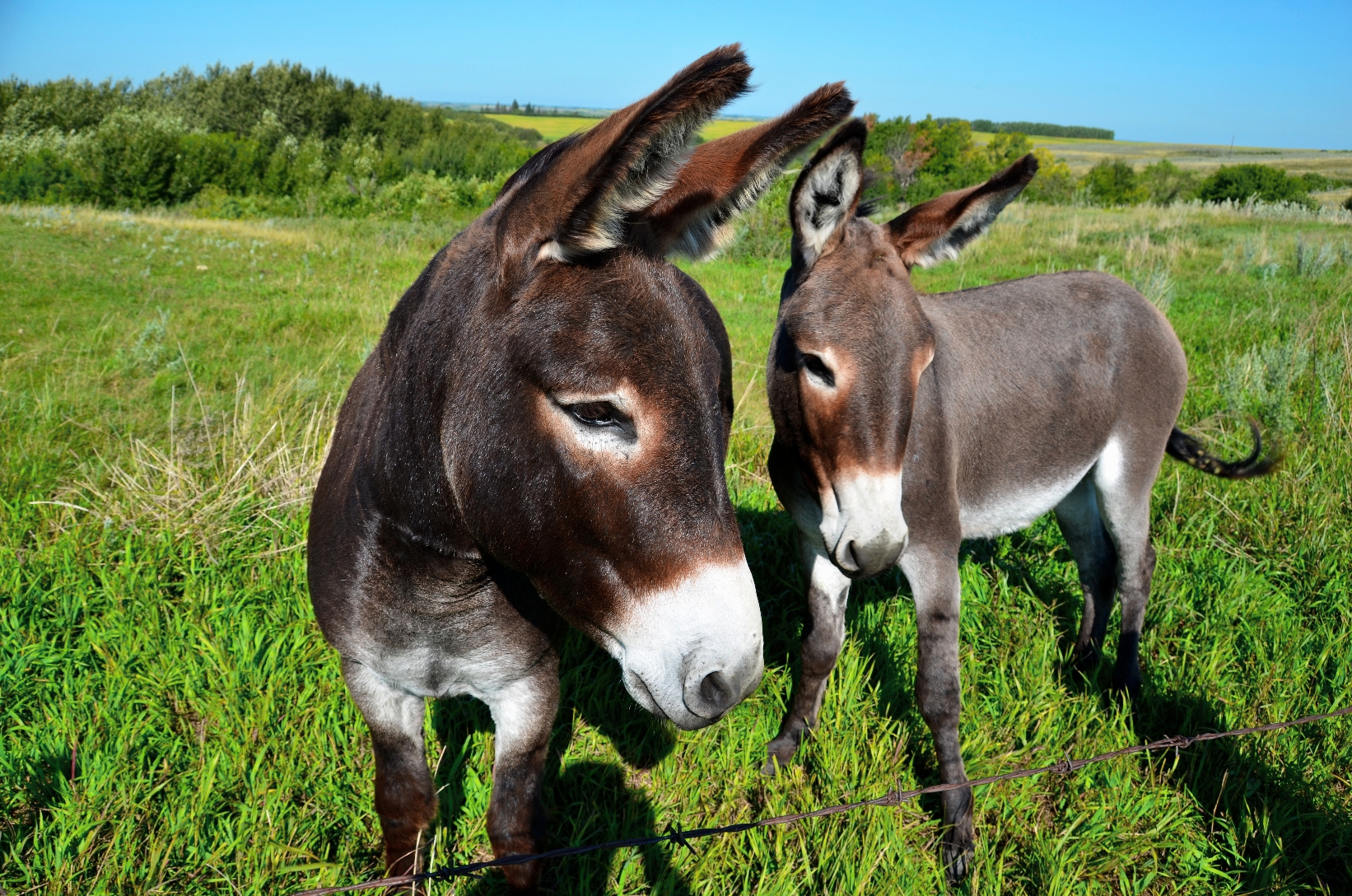 Donkey close-ups on a Saturday morning – prairie girl wonders